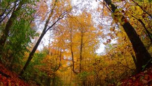 Ashburnham State Forest Reserve | Stonestrider