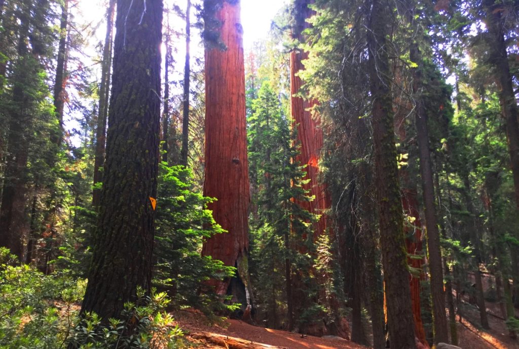 Sequioa National Forest | Stonestrider