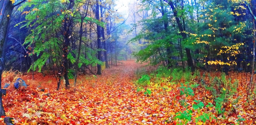 Ashburnham State Forest Reserve | Stonestrider